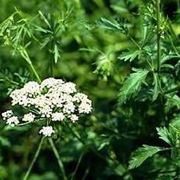 anice coltivazione - anice