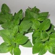 Origano - fitoterapia - Usi dell'origano