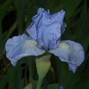 Fiori azzurri - Fiorista - Significato dei fiori azzurri