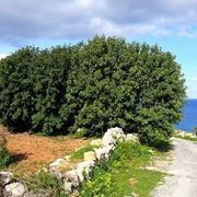 Carrubo - alberi da frutto - Pianta carruba