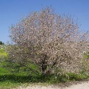 Mandorlo - alberi da frutto - Caratteristiche del mandorlo
