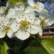 Melo - alberi da frutto - Caratteristiche della pianta di melo