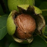 Noce - alberi da frutto - Caratteristiche dell'albero di noce
