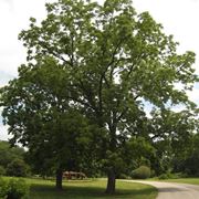 Noce - alberi da frutto - Caratteristiche dell'albero di noce