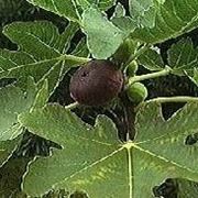 Fico - piante da frutto - Caratteristiche del fico