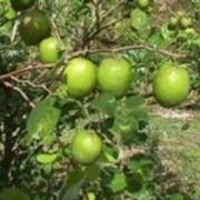 Giuggiole - piante da frutto - Pianta giuggiola