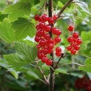 Ribes - piante da frutto - Come coltivare il ribes