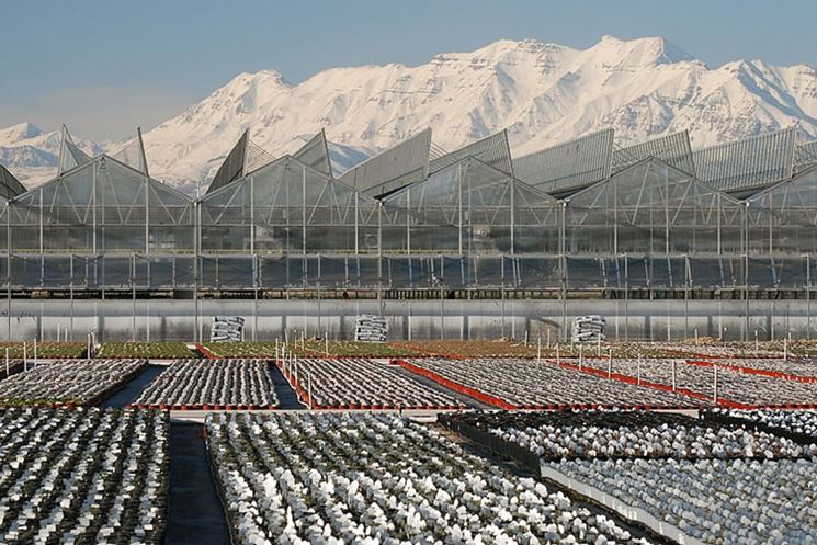 Il vivaio - giardinaggio - Conoscere il vivaio