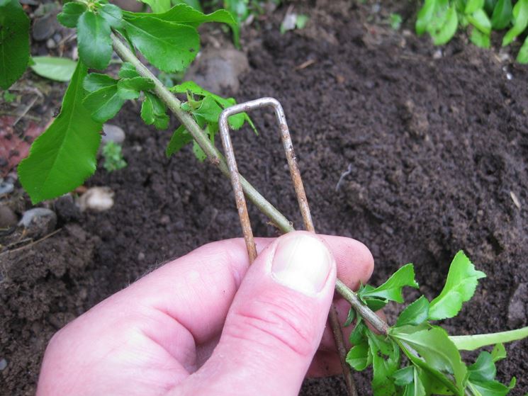 Margotta - giardinaggio - Tecnica margotta