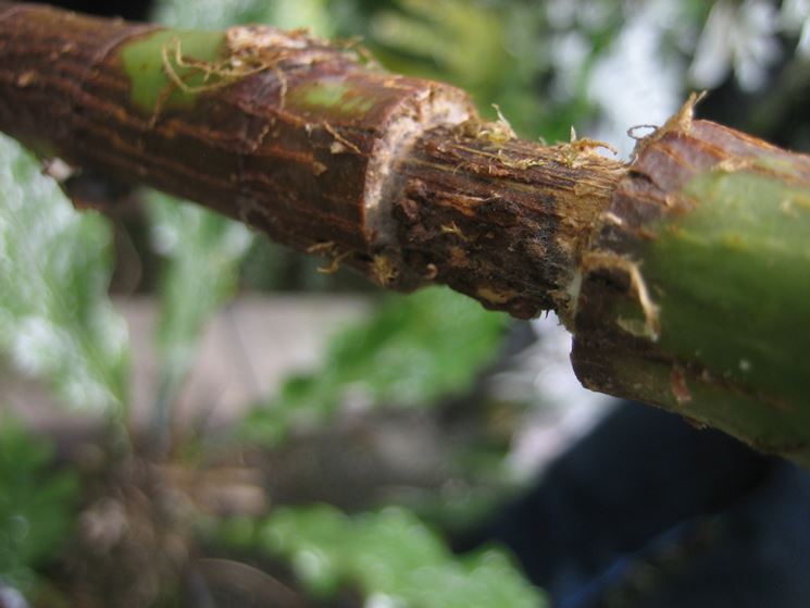 Margotta - giardinaggio - Tecnica margotta