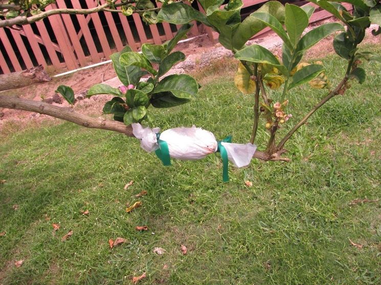 Margotta - giardinaggio - Tecnica margotta