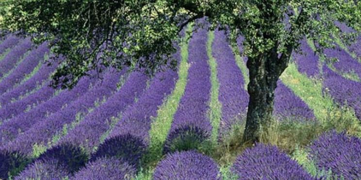 Talea lavanda - giardinaggio - Riproduzione lavanda