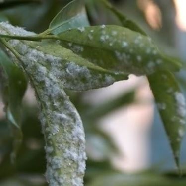 Mosca bianca - parassiti delle piante - Combattere la mosca bianca