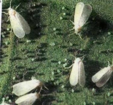Mosca bianca - parassiti delle piante - Combattere la mosca bianca