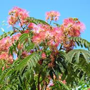 Acacia di Costantinopoli - Alberi - Acacia di Costantinopoli