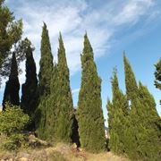 Cipresso - Cupressus - Alberi