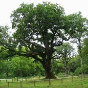 Rovere - Quercus robur - Alberi - Caratteristiche del rovere