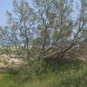 Tamerici - Tamarix ramosissima - Alberi - Caratteristiche della Tamerici