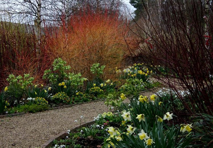 Fiori invernali - Piante da Giardino - Caratteristiche dei fiori invernali