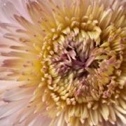 Crisantemo giapponese - Piante Perenni - Scopri il crisantemo giapponese