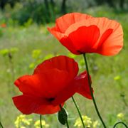 Papaveri - Papaver roheas - Piante Perenni - Caratteristiche dei papaveri