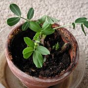 Arachidi pianta - coltivare orto - Caratteristiche della pianta di arachidi