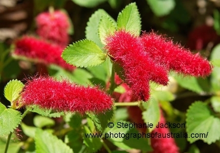 Califfa - Acalypha reptans - piante appartamento