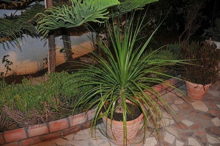 Piante da casa - piante appartamento - Piante da appartamento